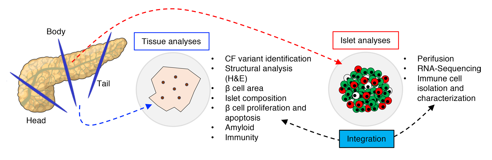 Pancreatlas